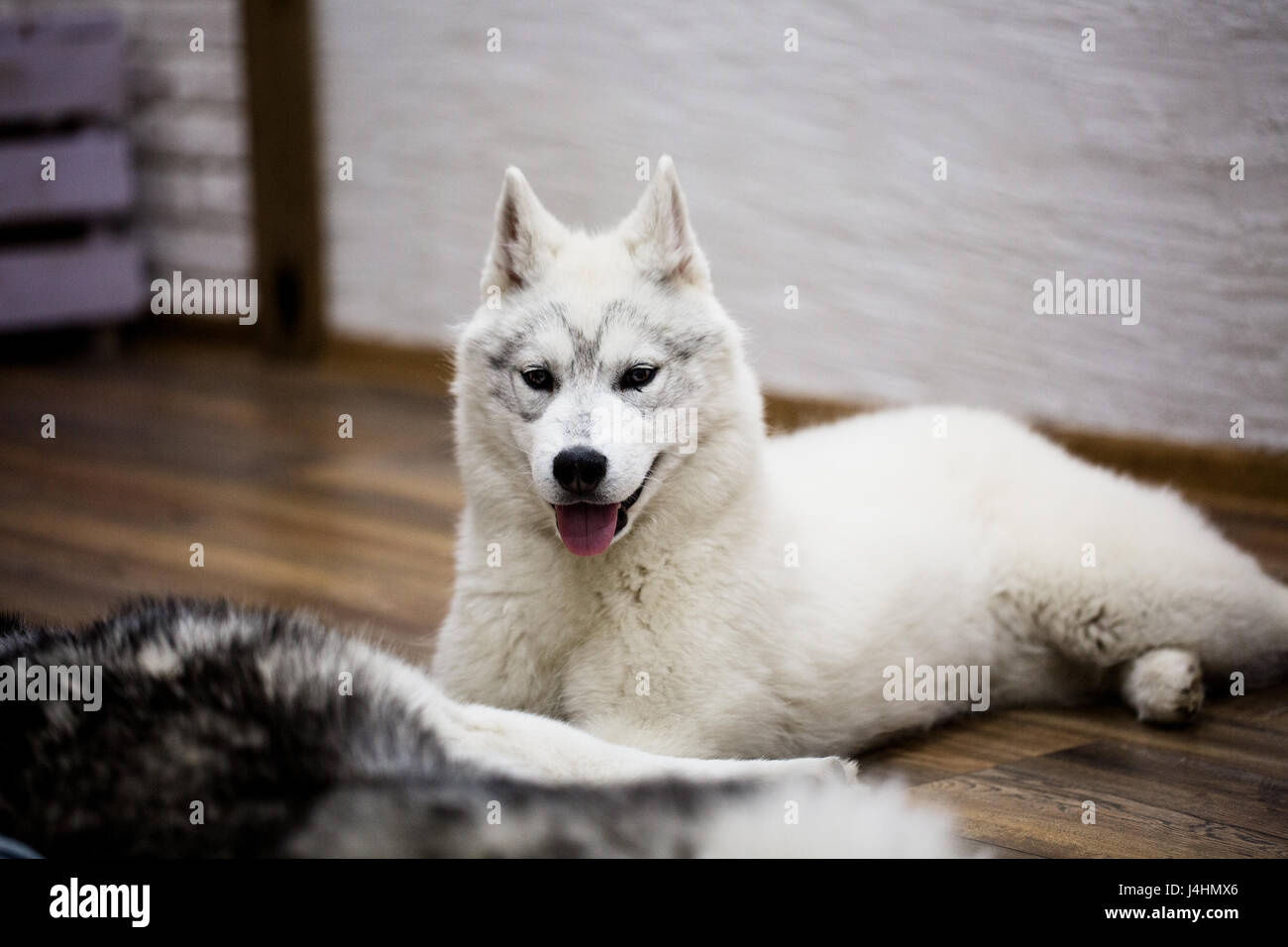 Siberian husky puppy at home. lifestyle with dog Stock Photo - Alamy