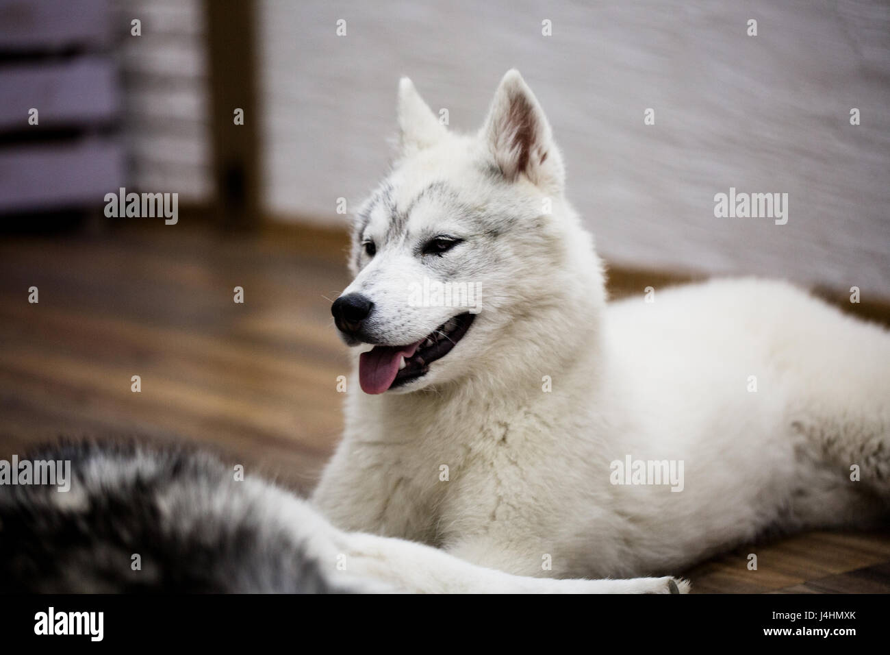 Siberian husky puppy at home. lifestyle with dog Stock Photo - Alamy