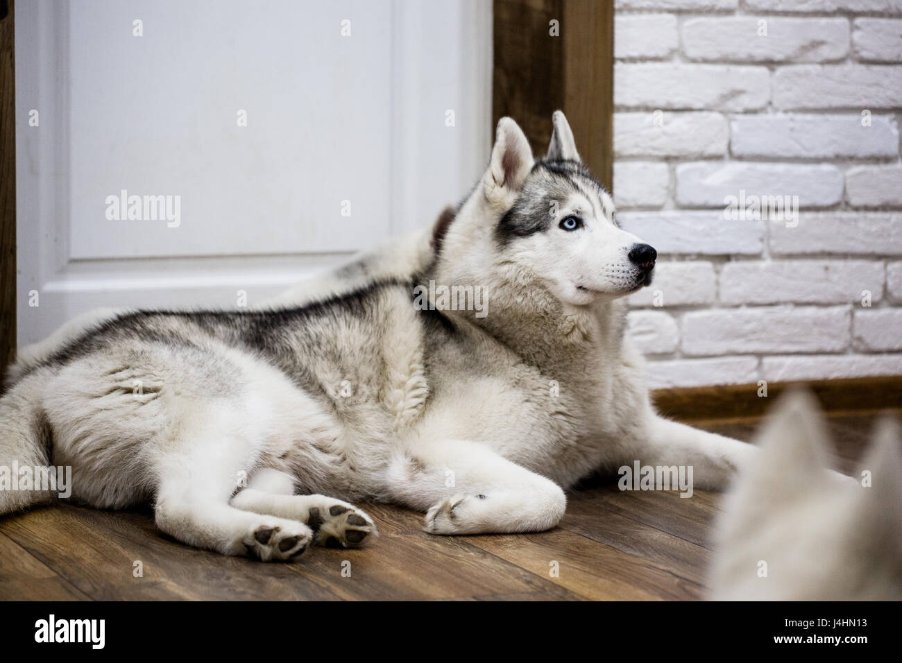 Siberian husky at home lying on the floor. lifestyle with dog Stock ...