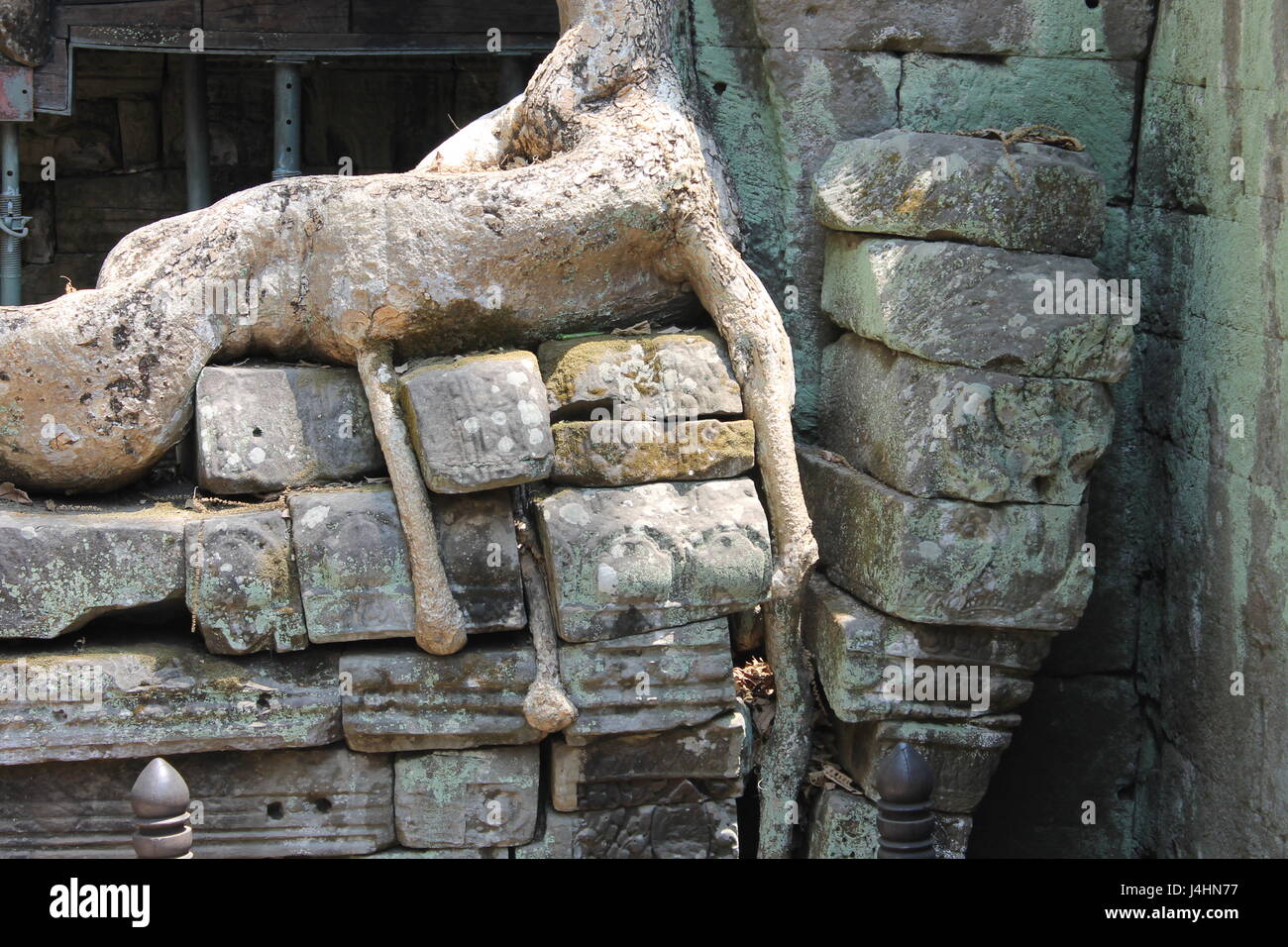 Tree growing through wall, Ta Prohm, Cambodia Stock Photo - Alamy