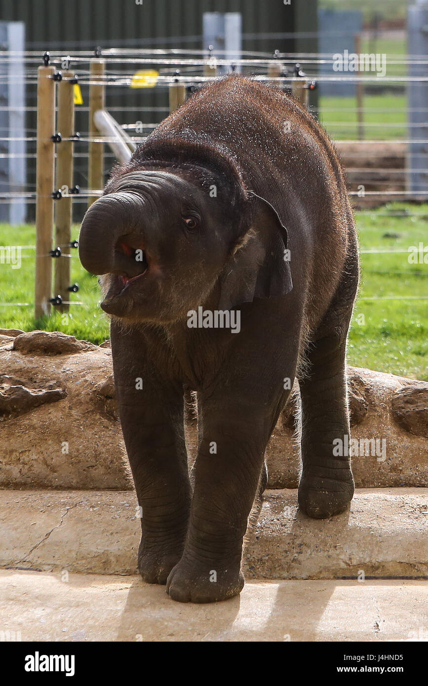 ZSL Whipsnade Zoo opens the new Centre for Elephant Care Featuring ...