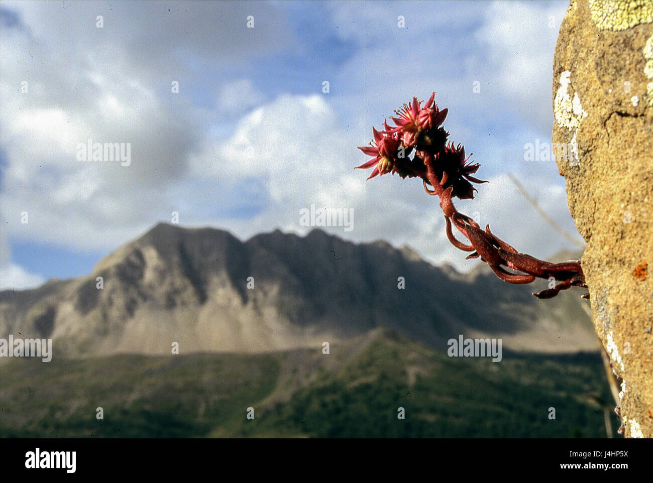 flowers in alps Stock Photo - Alamy