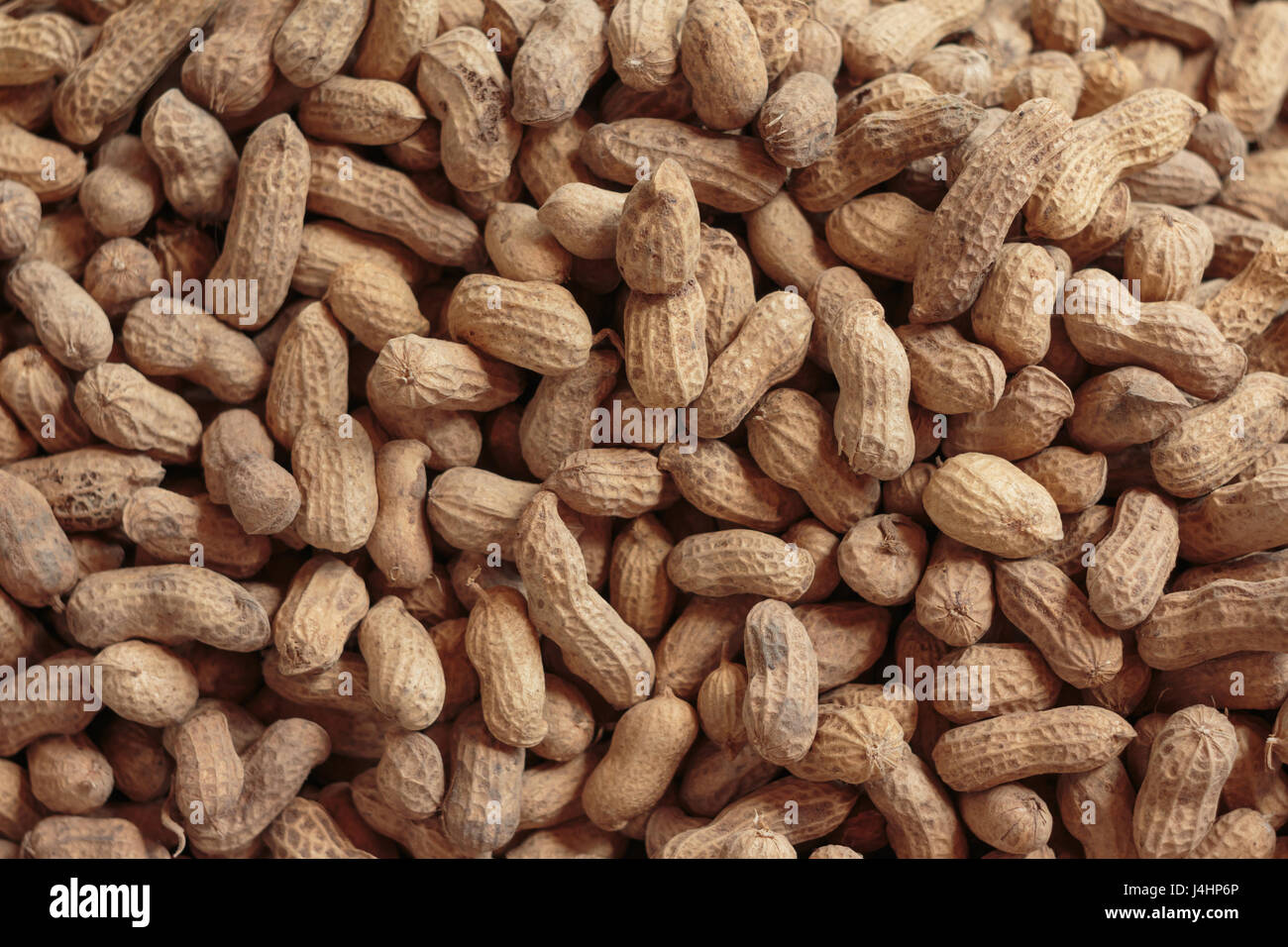 Close up shot of fresh and nature peanut with ground earth dirty, un ...