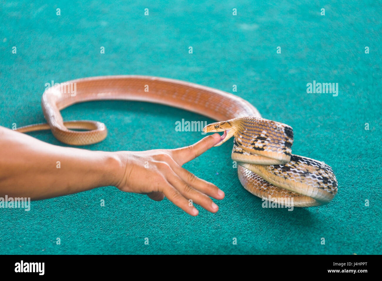 Human snake hi-res stock photography and images - Alamy