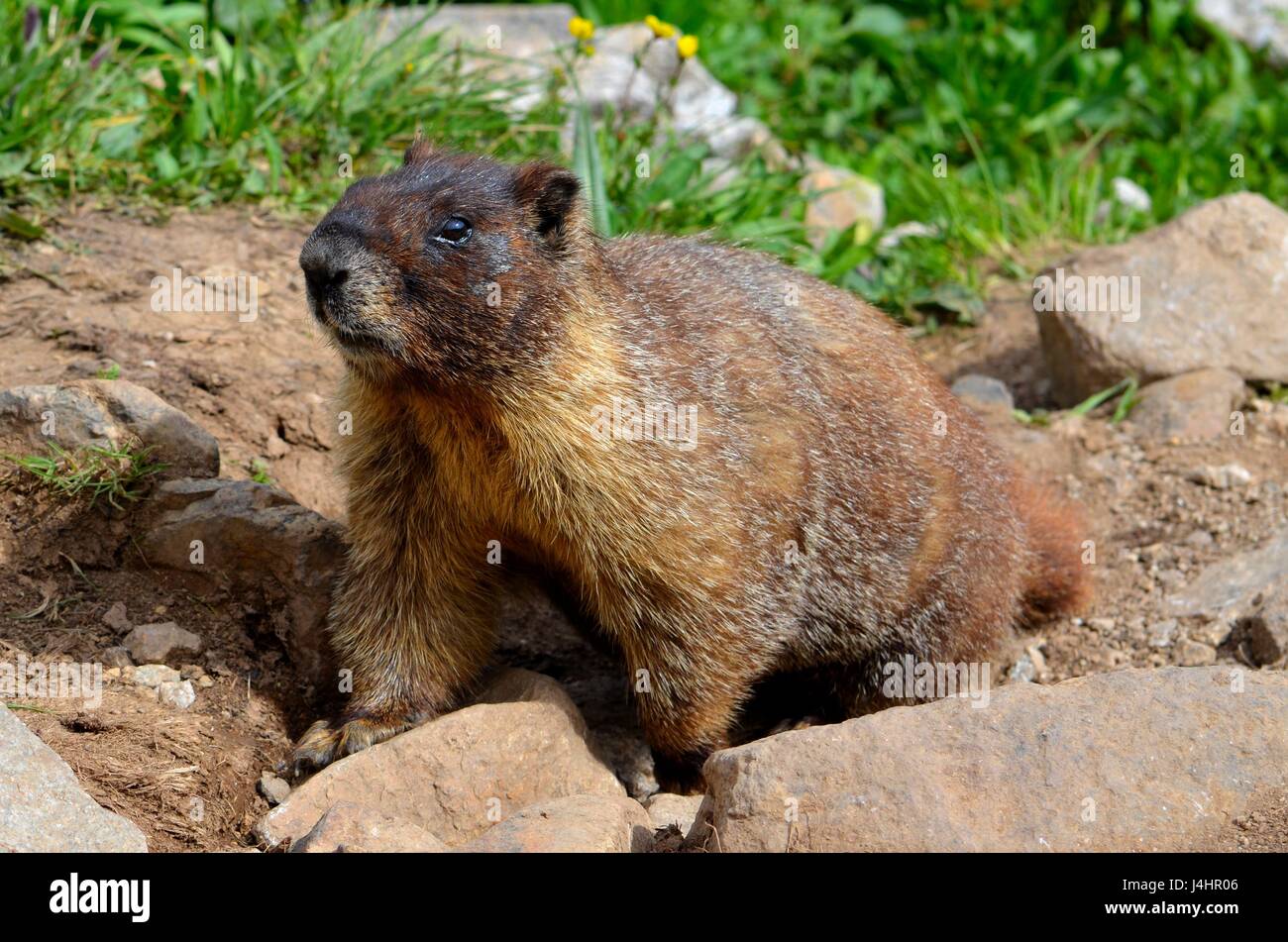 Yellow bellied marmot colorado hi-res stock photography and images - Alamy