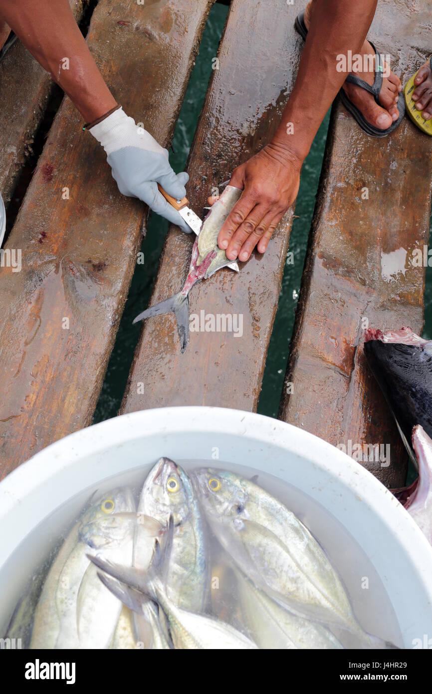 Fishermen prepare their fresh fish Stock Photo - Alamy