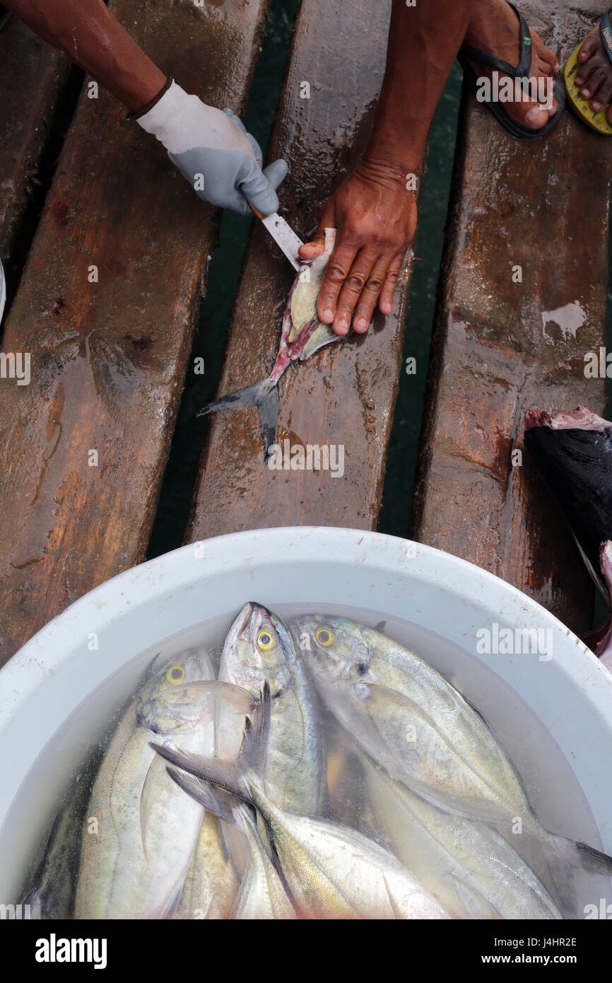 Fishermen prepare their fresh fish Stock Photo - Alamy