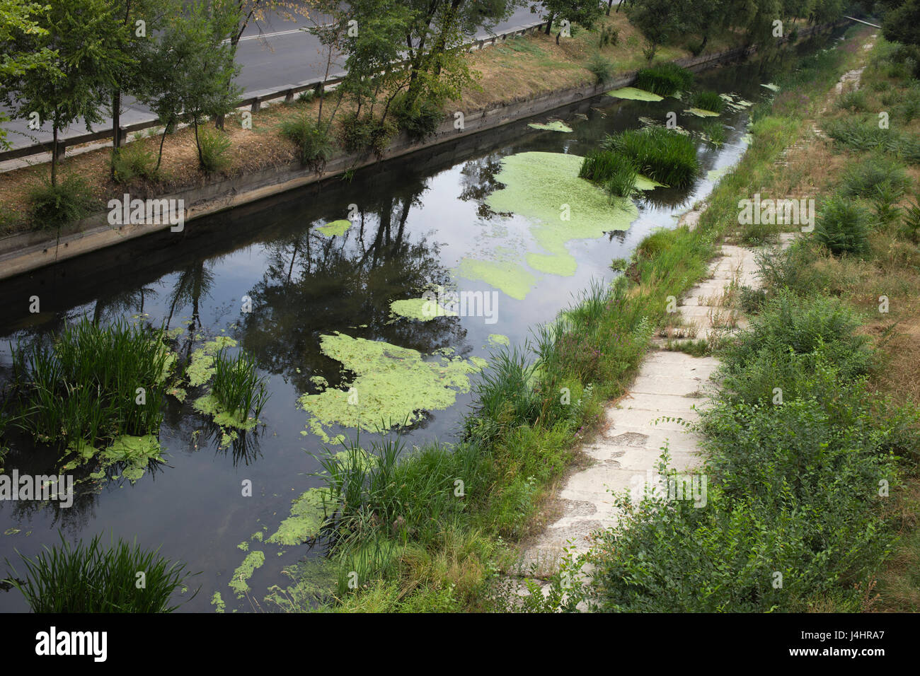 Water pollution in a urban river. A duckweed covered the urban river ...
