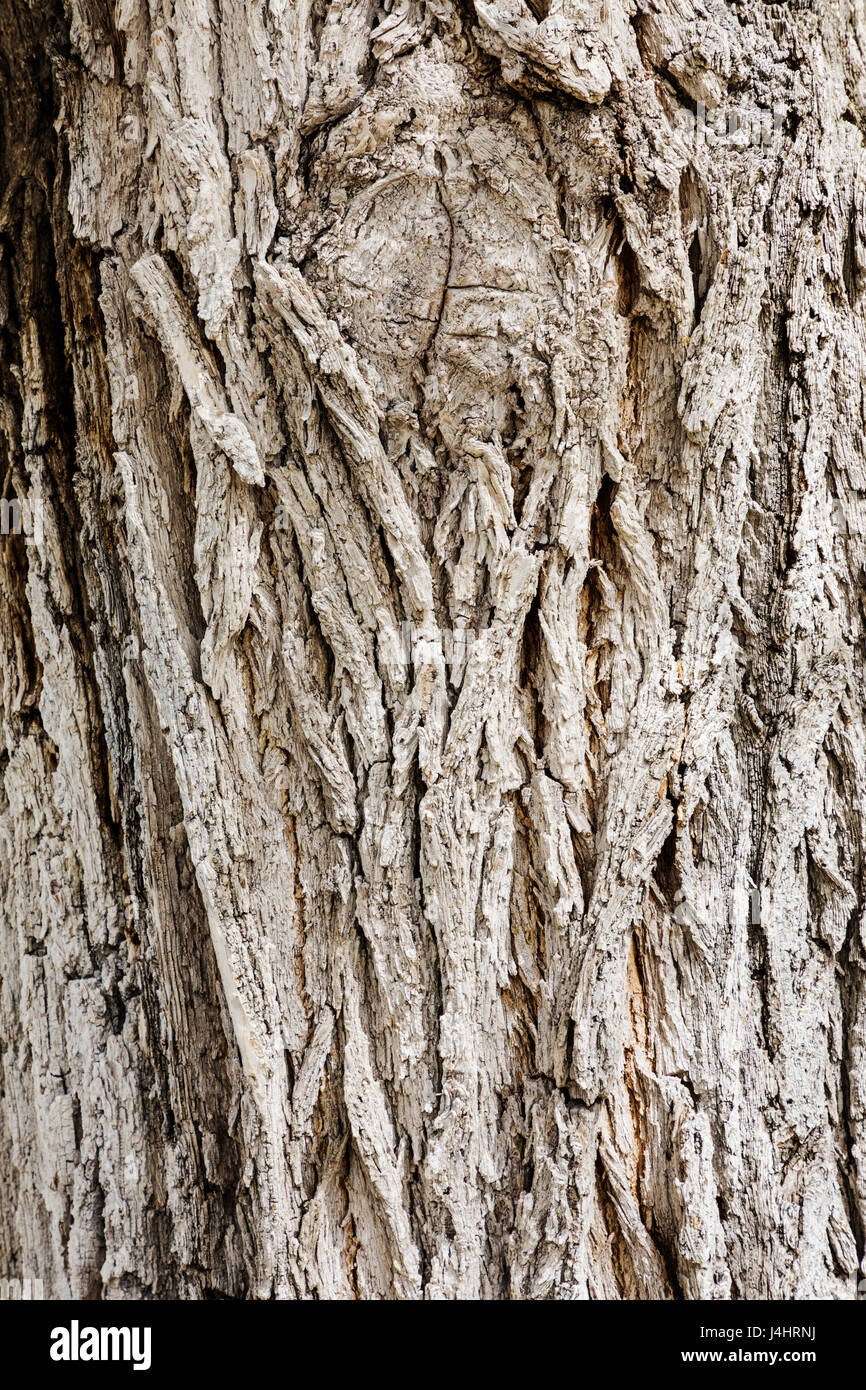 Grooves Tree Bark High Resolution Stock Photography and Images - Alamy