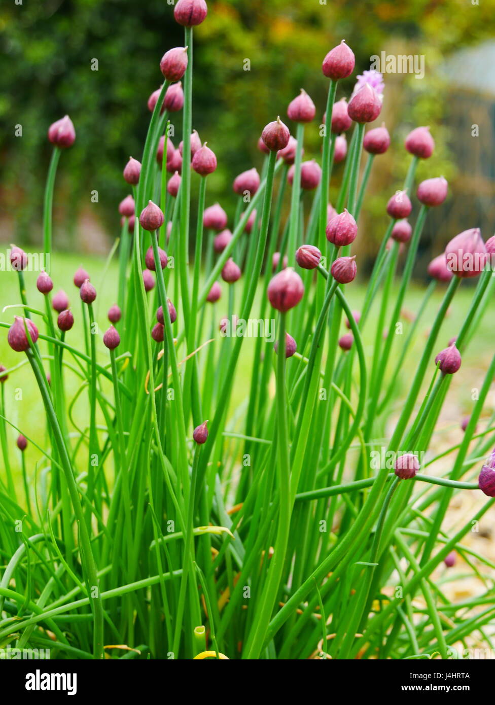 Chives in the Garden Stock Photo - Alamy