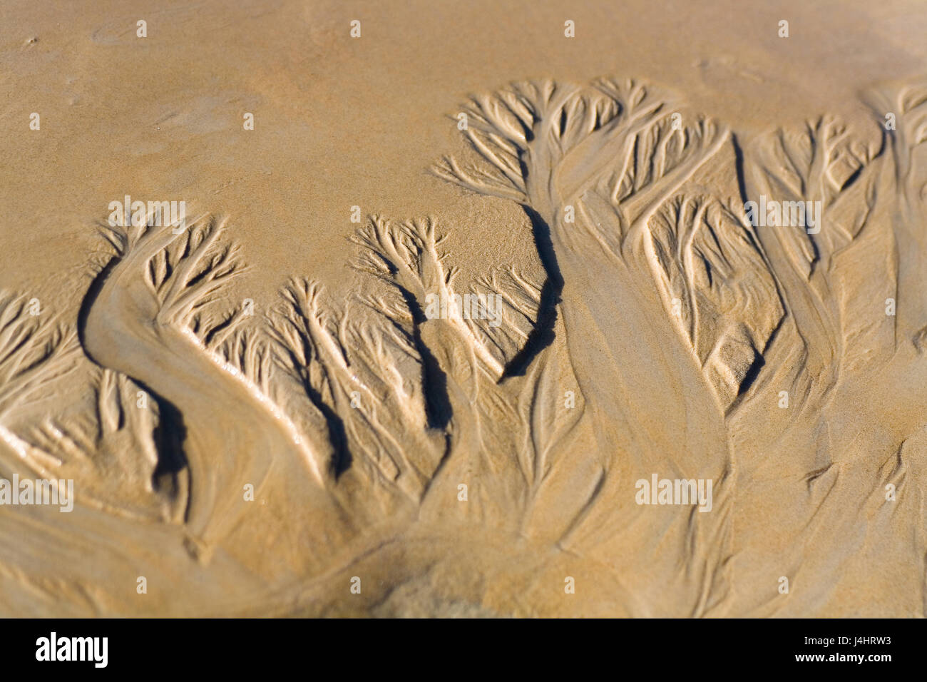 Patterned drawing in the sand made by a stream. Close-up. Attention ...