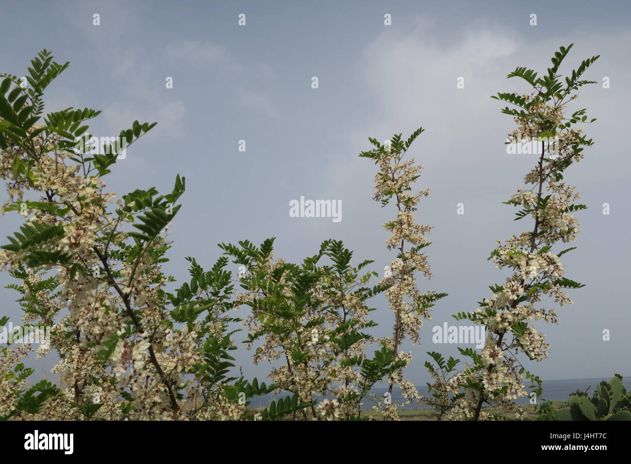 Tiny branch of a flowering tree with lots of bright blossoms, sky on ...