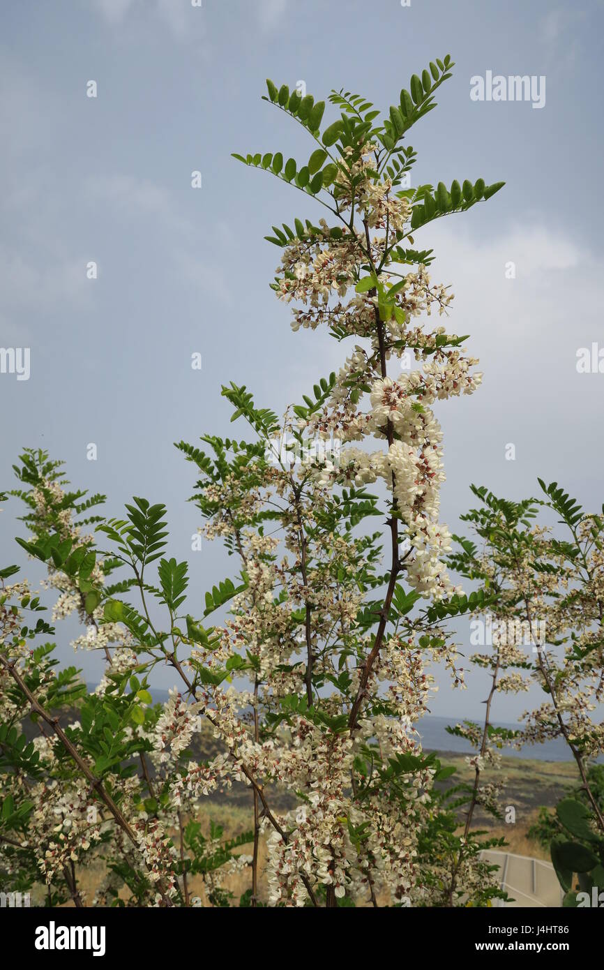 Tiny branch of a flowering tree with lots of bright blossoms, sky on ...