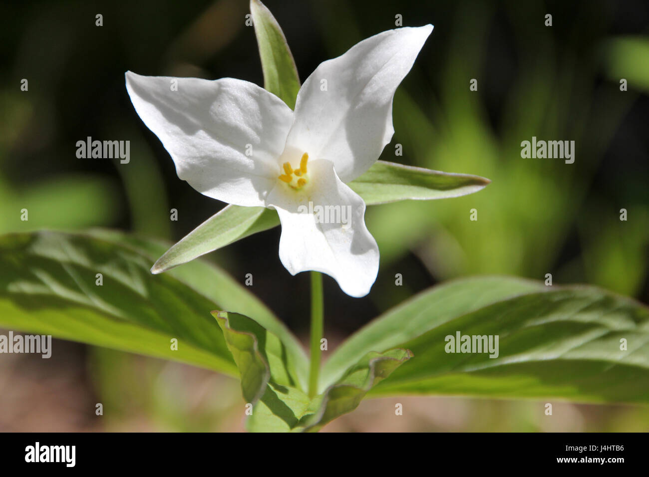 Trillium flower ontario hi-res stock photography and images - Alamy