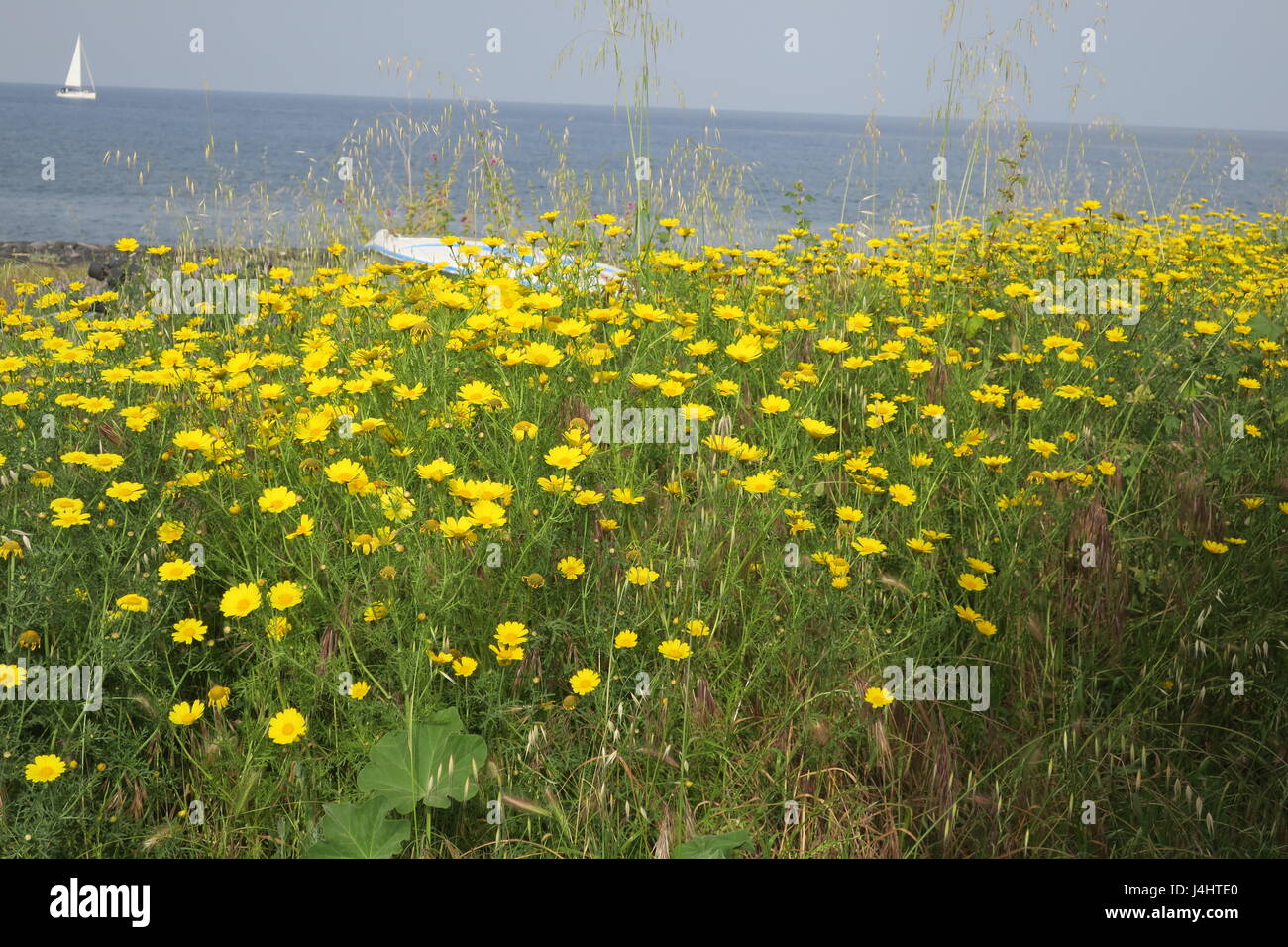 There's a lot bushes of yellow daisies on the way to observatory on ...