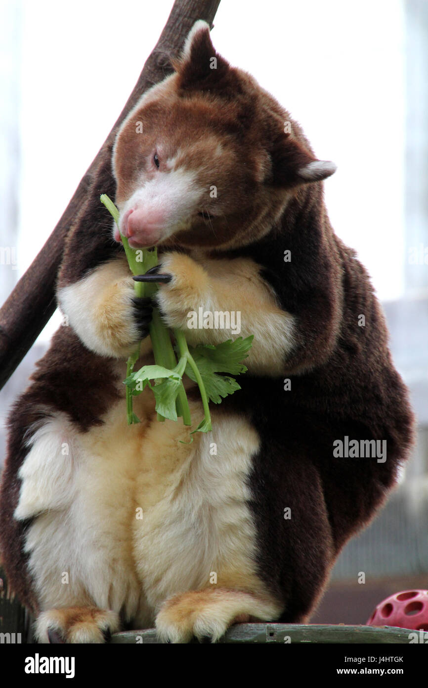 Red kangaroo eating hi-res stock photography and images - Alamy