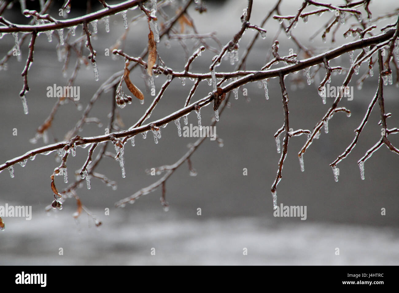 Dripping frozen ice on branches in Canadian ice storm Stock Photo - Alamy