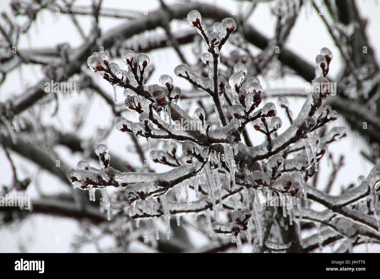 Frozen tree branches after an ice storm in Canada Stock Photo - Alamy
