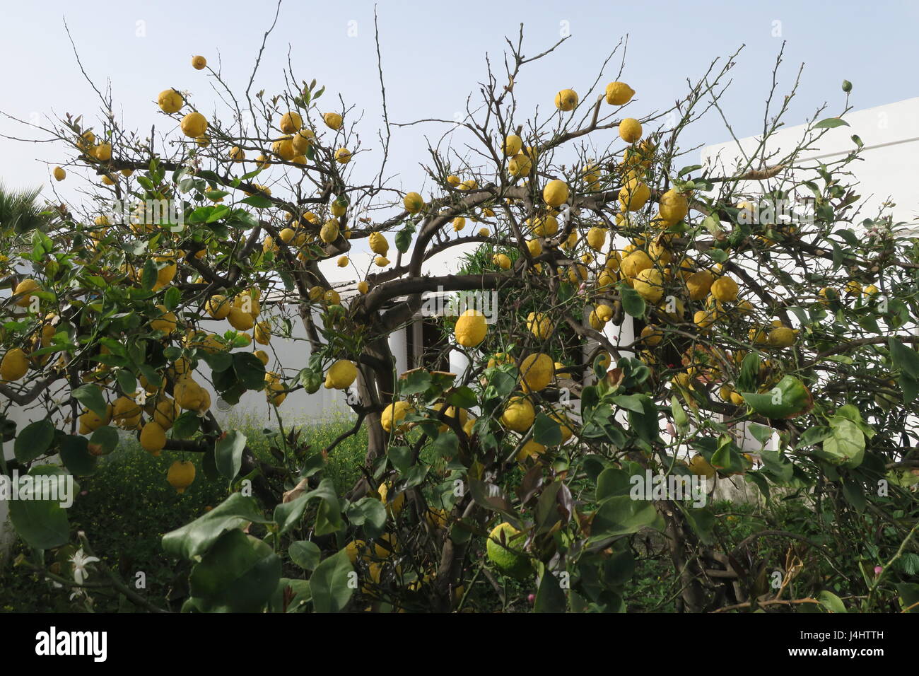 Lemons have lots of vitamine C, recommendable additive at nutrition ...