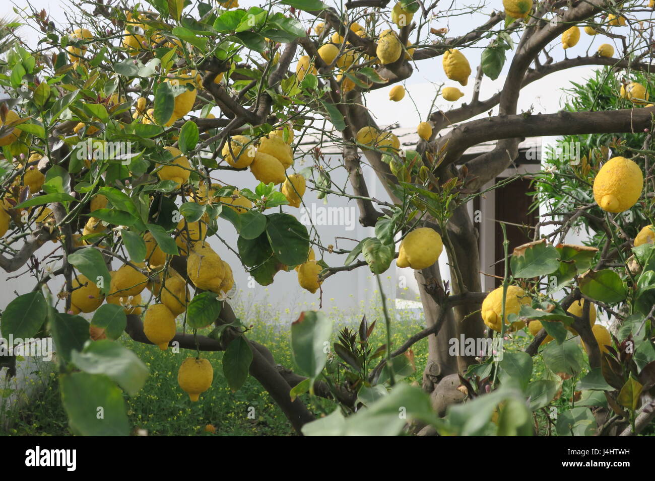 Lemons have lots of vitamine C, recommendable additive at nutrition ...