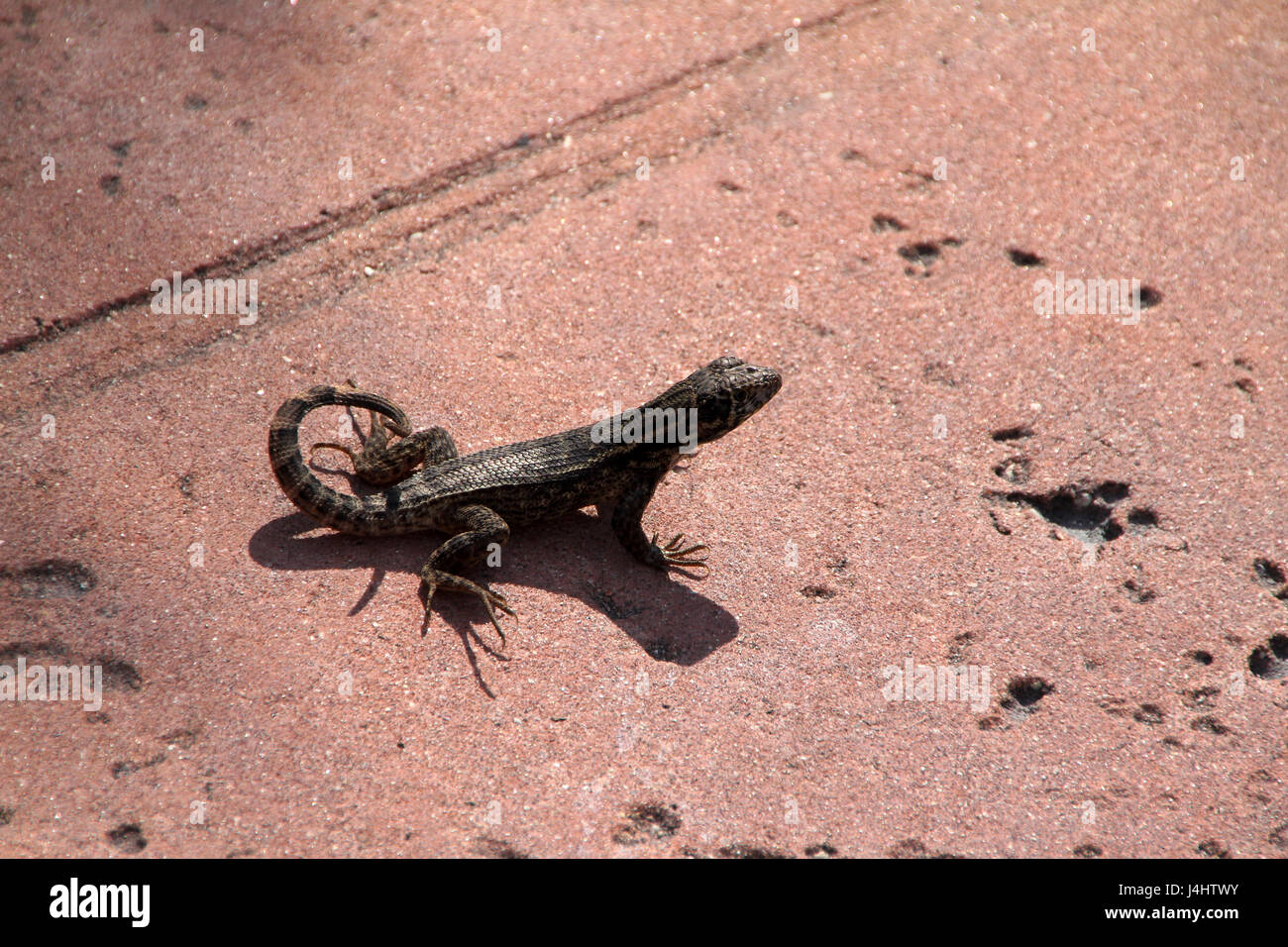 Lizard with pink head hi-res stock photography and images - Alamy