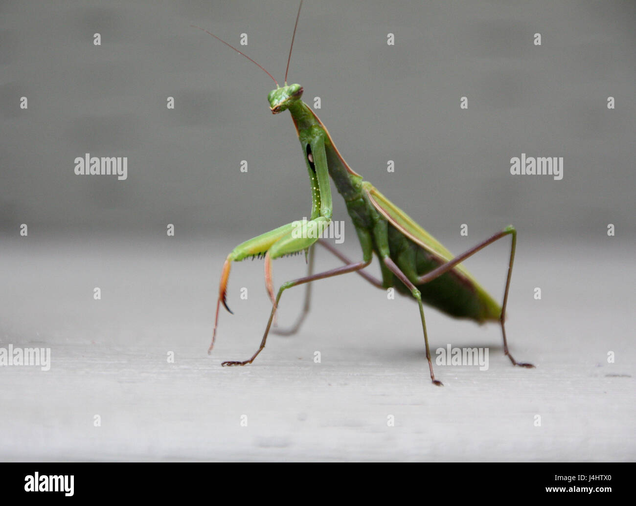 Insects classification hi-res stock photography and images - Alamy