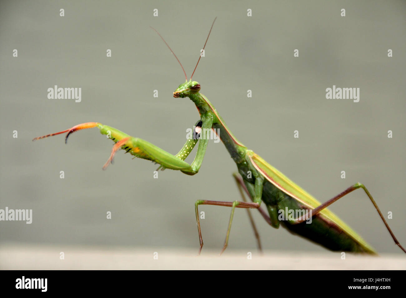 Praying mantis cannibalism hi-res stock photography and images - Alamy