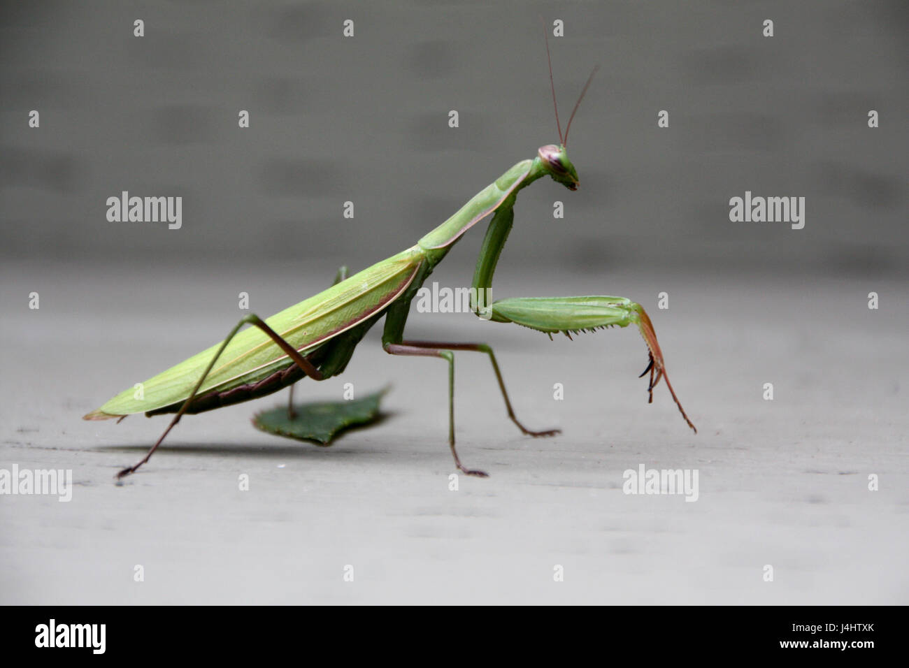 Mantodea mantises praying mantis hi-res stock photography and images ...