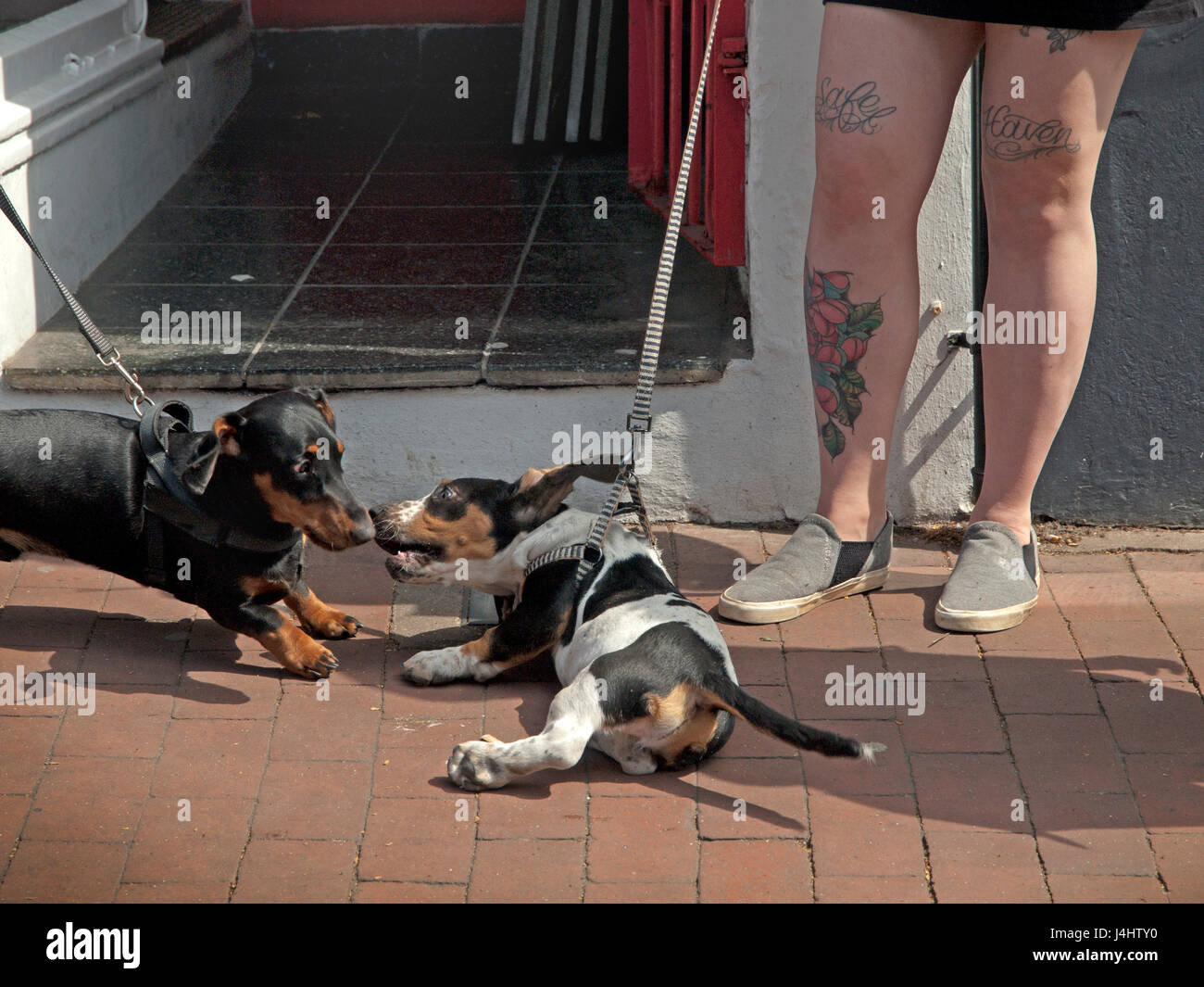 Dogs play in a Brighton street Stock Photo - Alamy