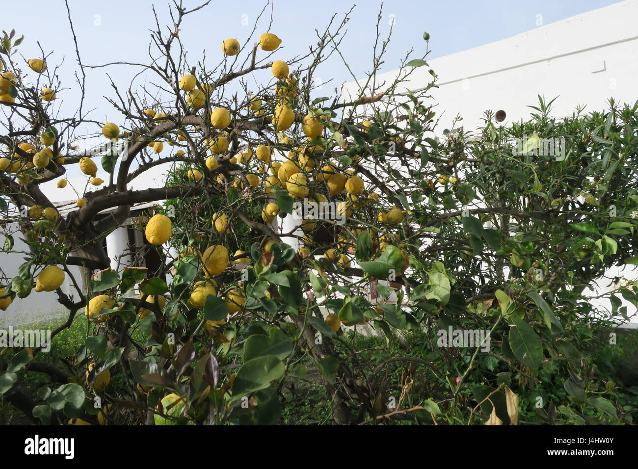 Lemons have lots of vitamine C, recommendable additive at nutrition ...