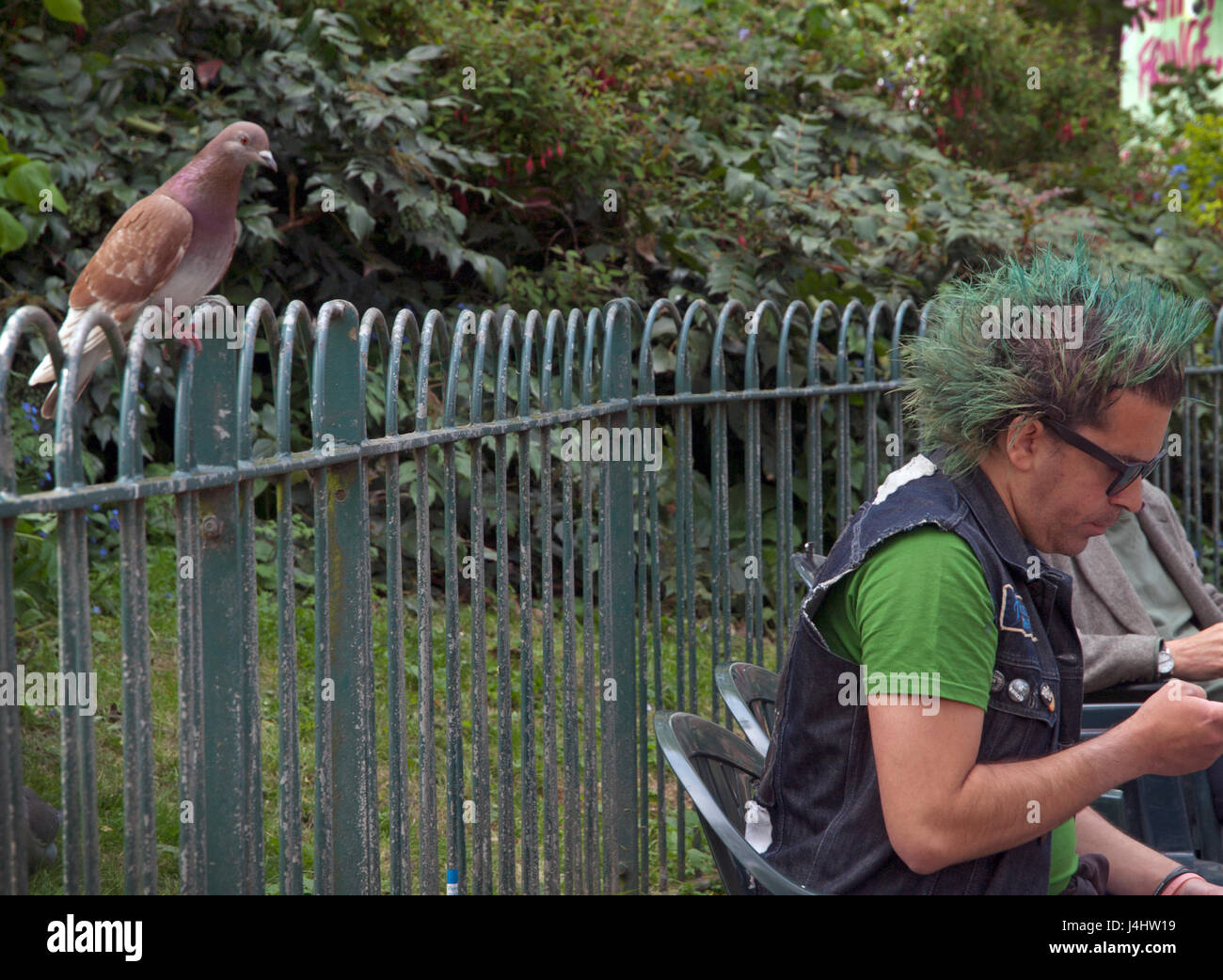 A pigeon watches over a man with green hair in Pavilion Gardens ...