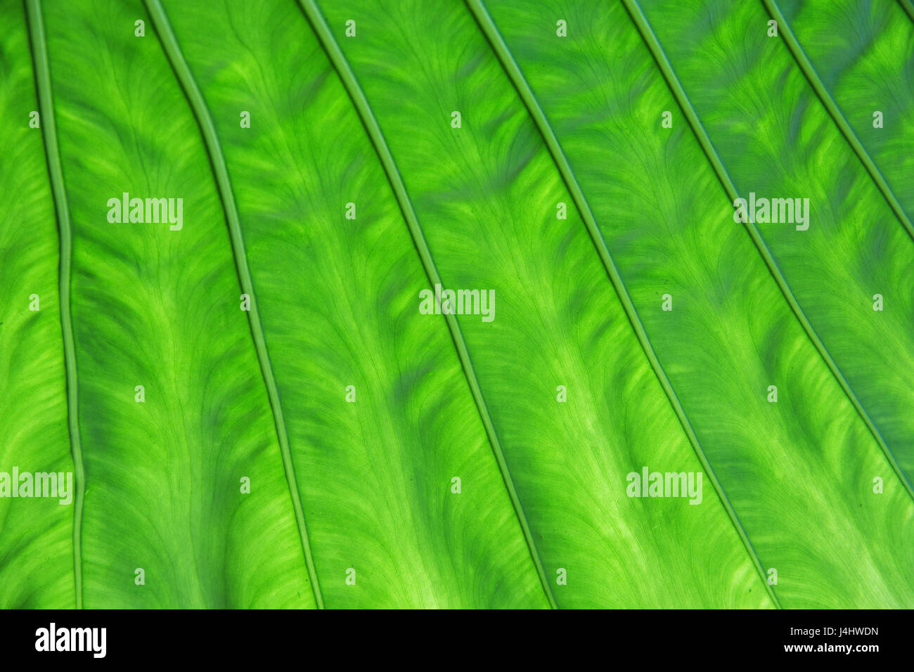 green palm tree leaf texture Stock Photo - Alamy