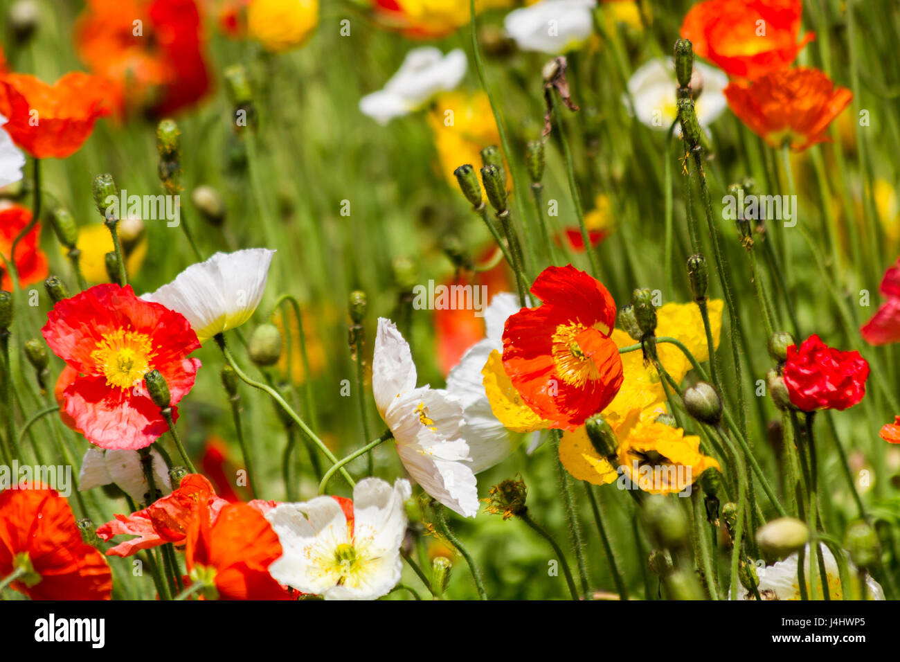 View at colorful spring flowers in the field on a sunny day Stock Photo ...