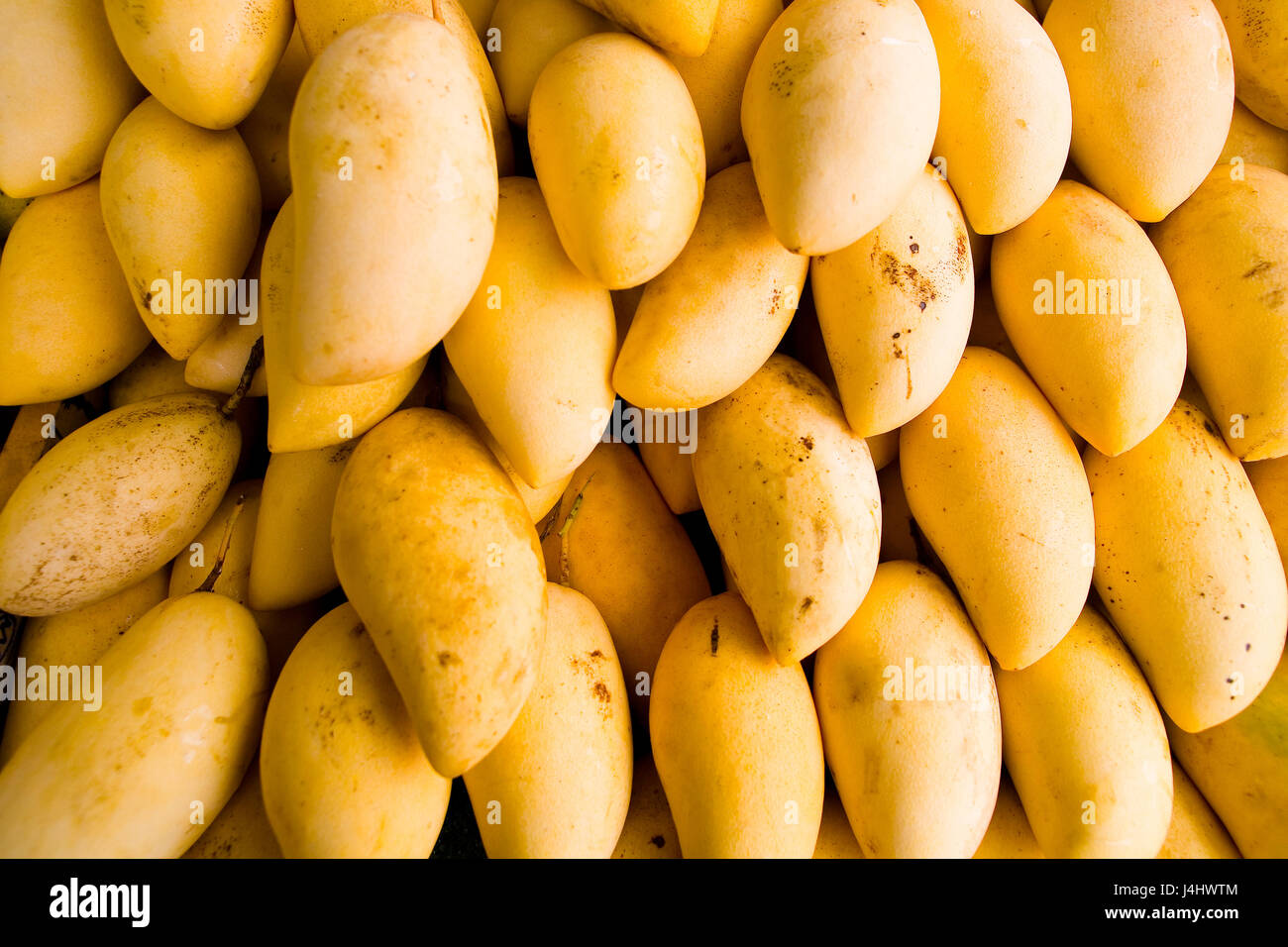 Exotic tropical fruits. Many fruits of yellow delicious mangoes Stock ...