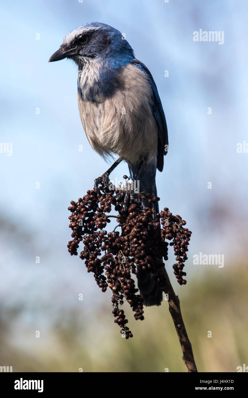 Florida jay hi-res stock photography and images - Alamy