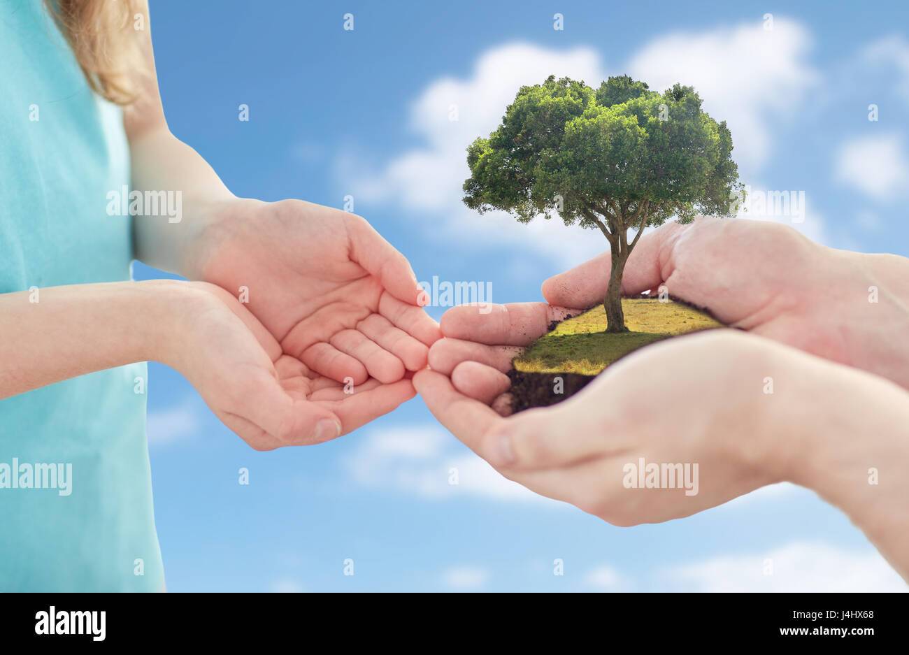 close up of father and girl hands with oak tree Stock Photo - Alamy
