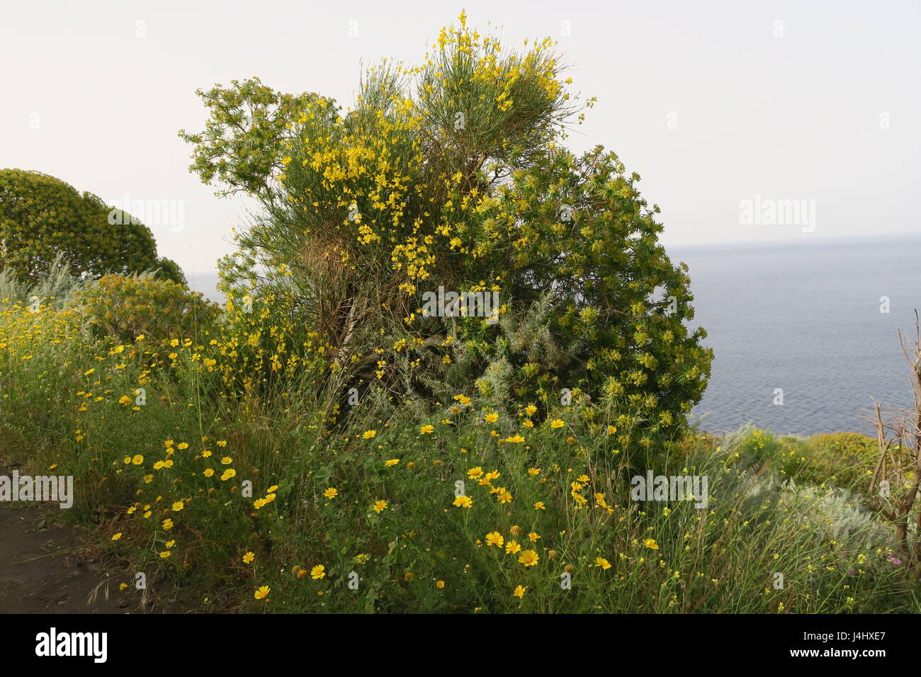 There's a lot bushes of yellow daisies on the way to observatory on ...
