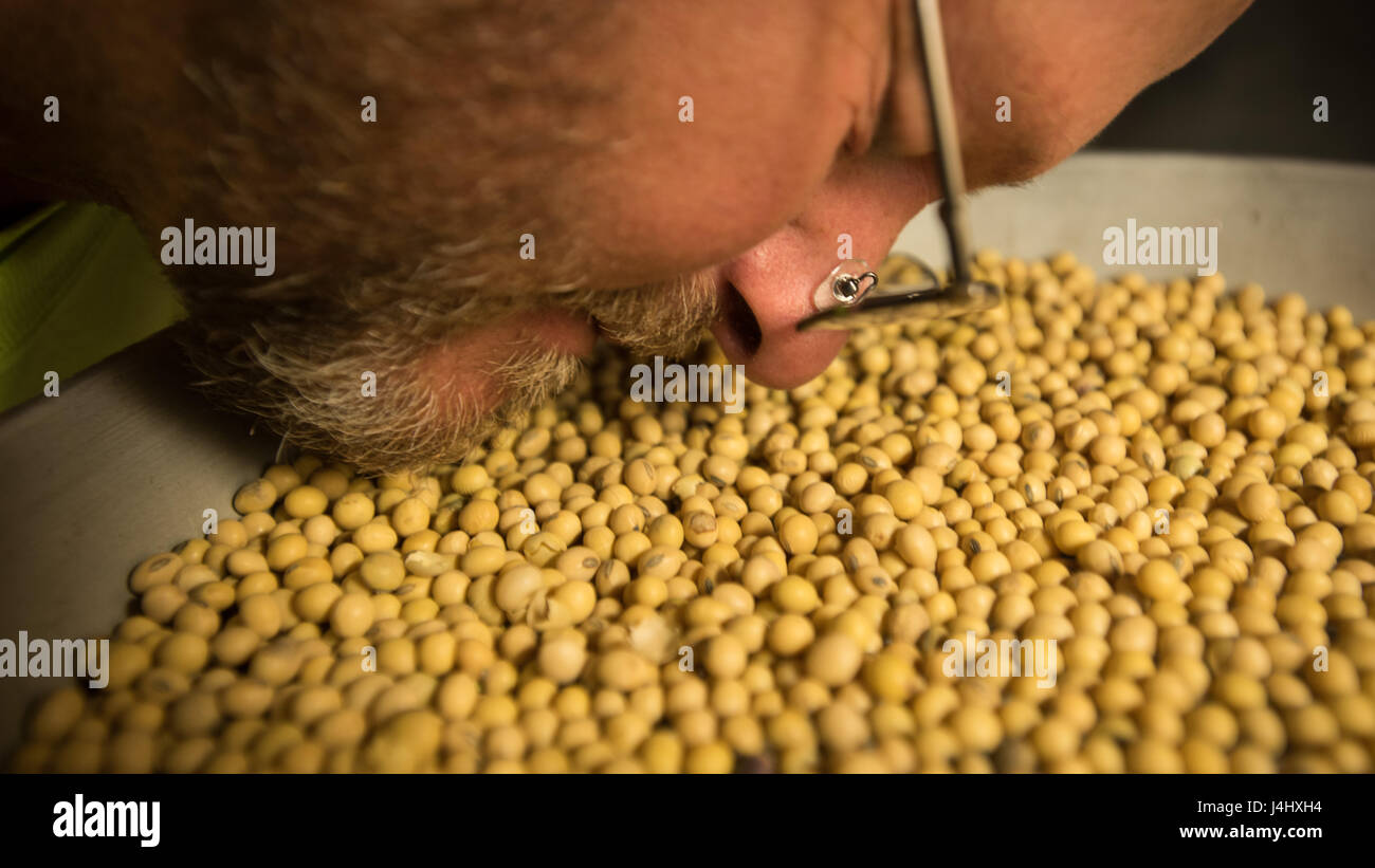 An USDA agricultural agent sniffs a batch of soybeans during inspection ...