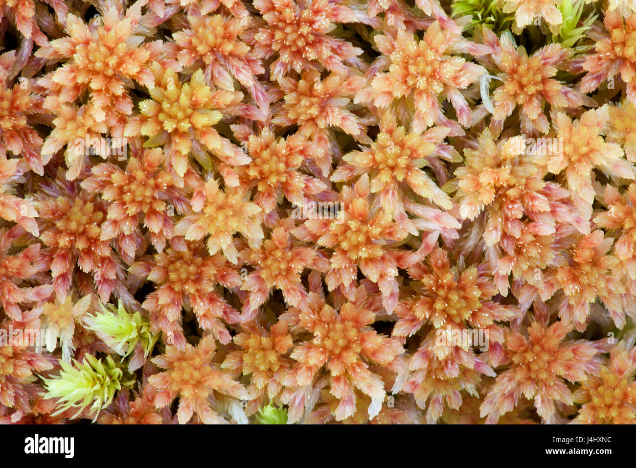 Red moss bog hi-res stock photography and images - Alamy