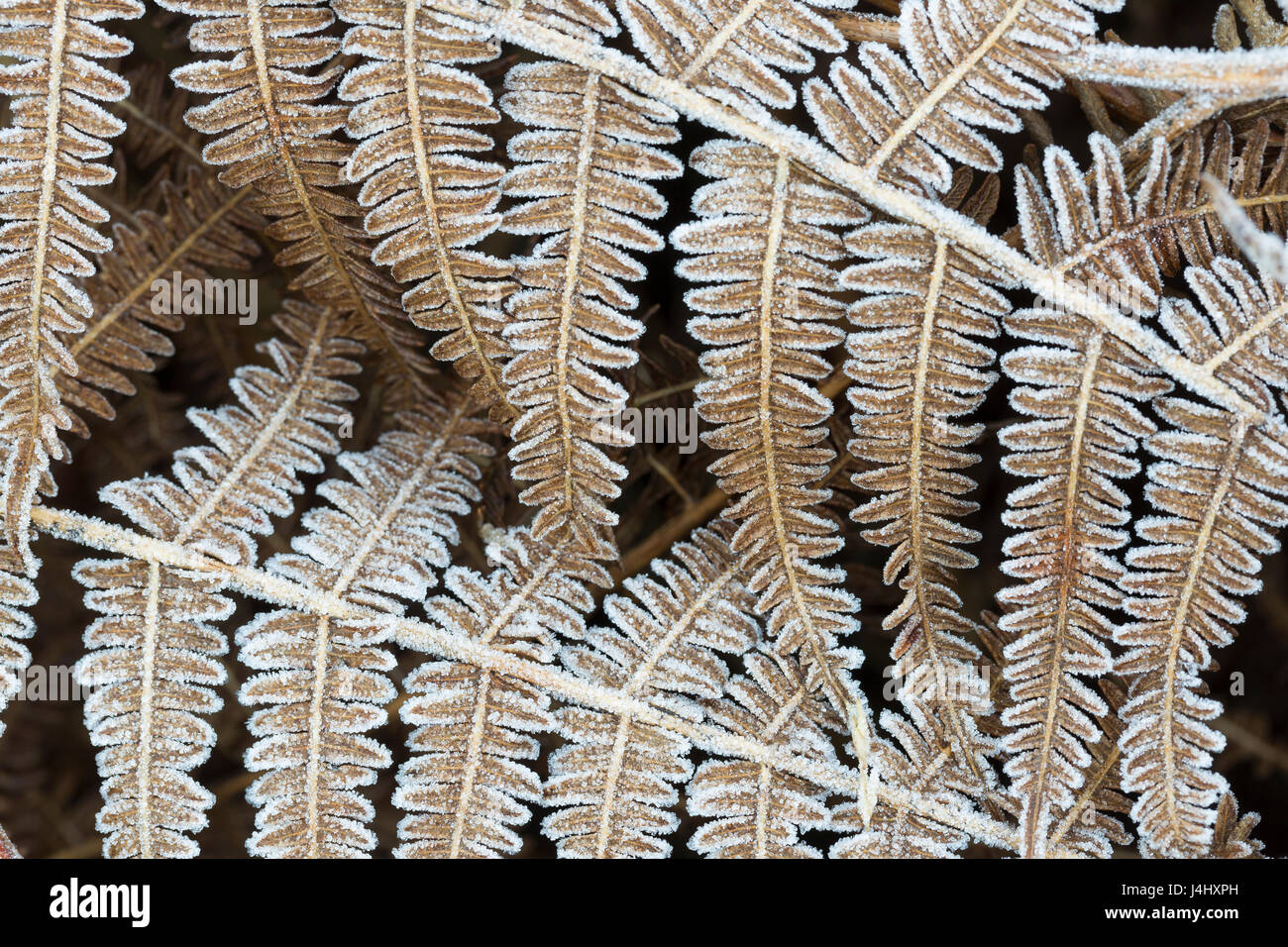 Dead bracken fronds hi-res stock photography and images - Alamy