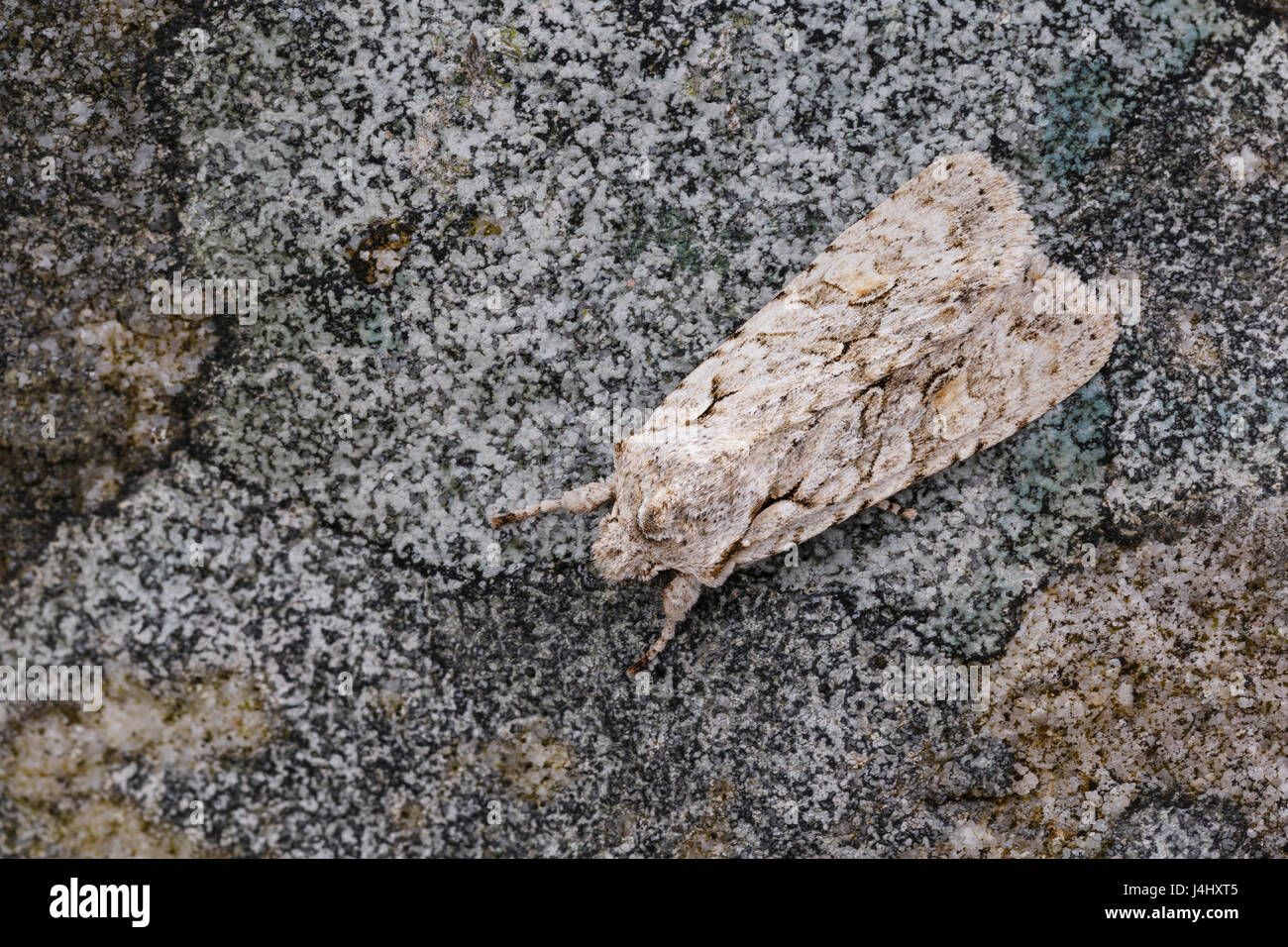 Grey Shoulder-knot moth, Lithophane ornitopus, Catbrook, Monmouthshire ...