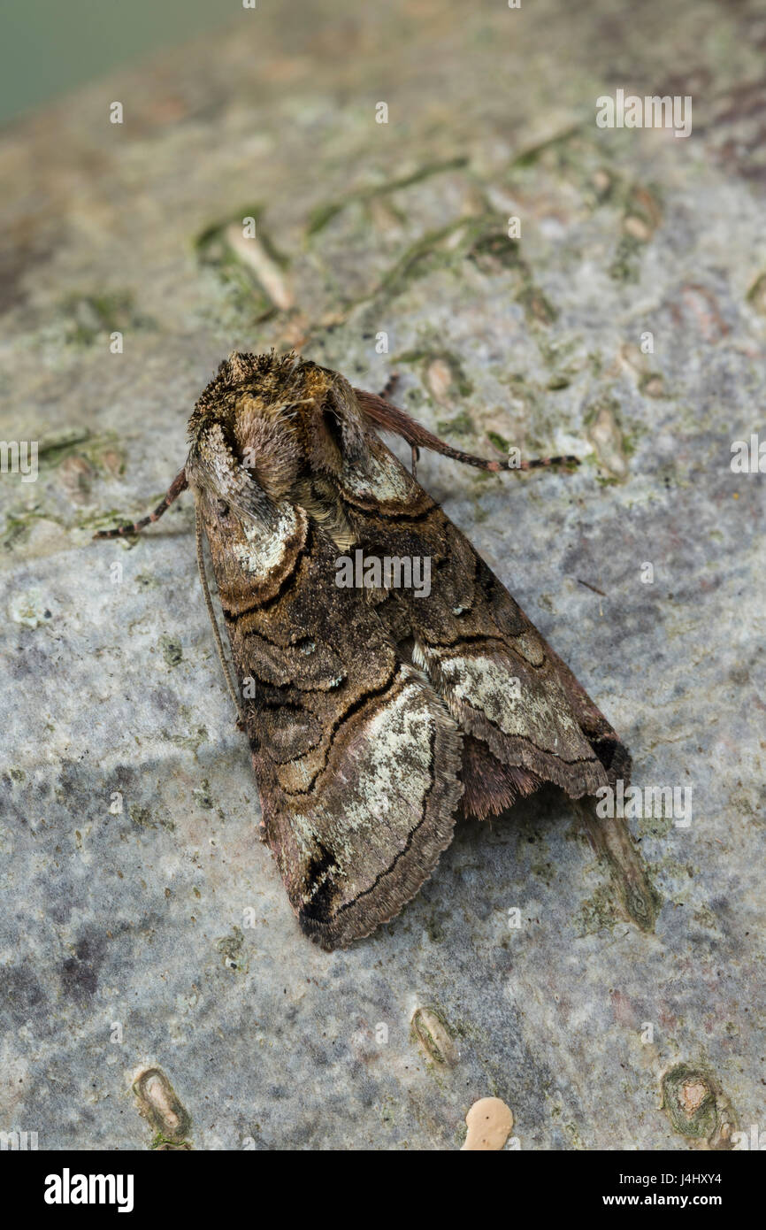 Spectacle moth, Abrostola tripartita, Catbrook, Monmouthshire, April ...