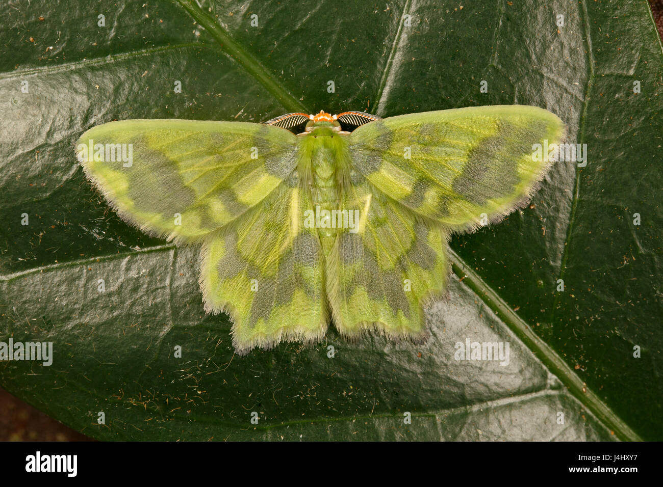 Moth Costa Rica High Resolution Stock Photography and Images - Alamy