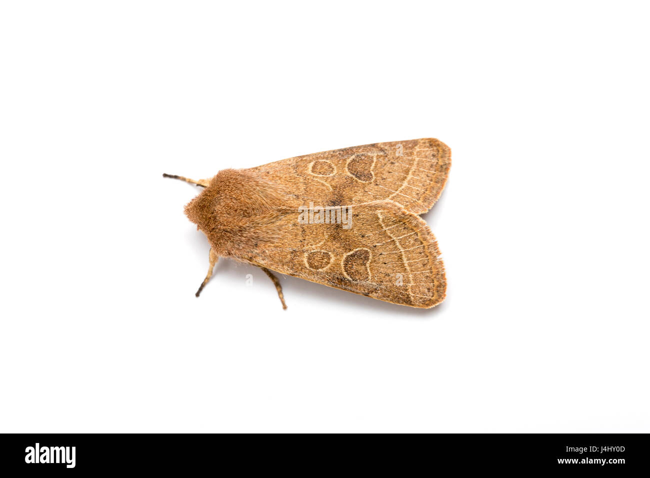 Common quaker moth orthosia cerasi Cut Out Stock Images & Pictures - Alamy