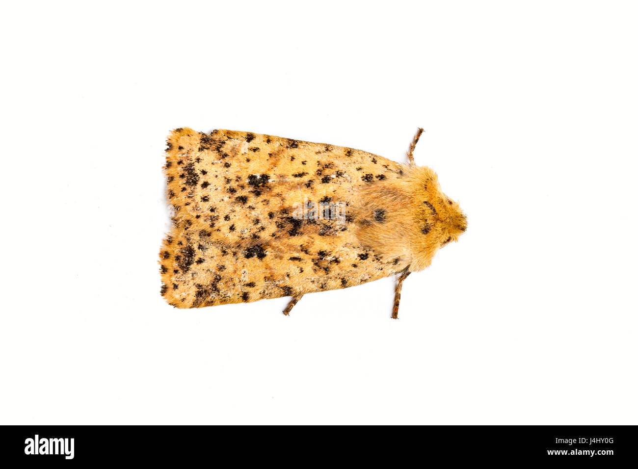 Dotted chesnut moth hi-res stock photography and images - Alamy