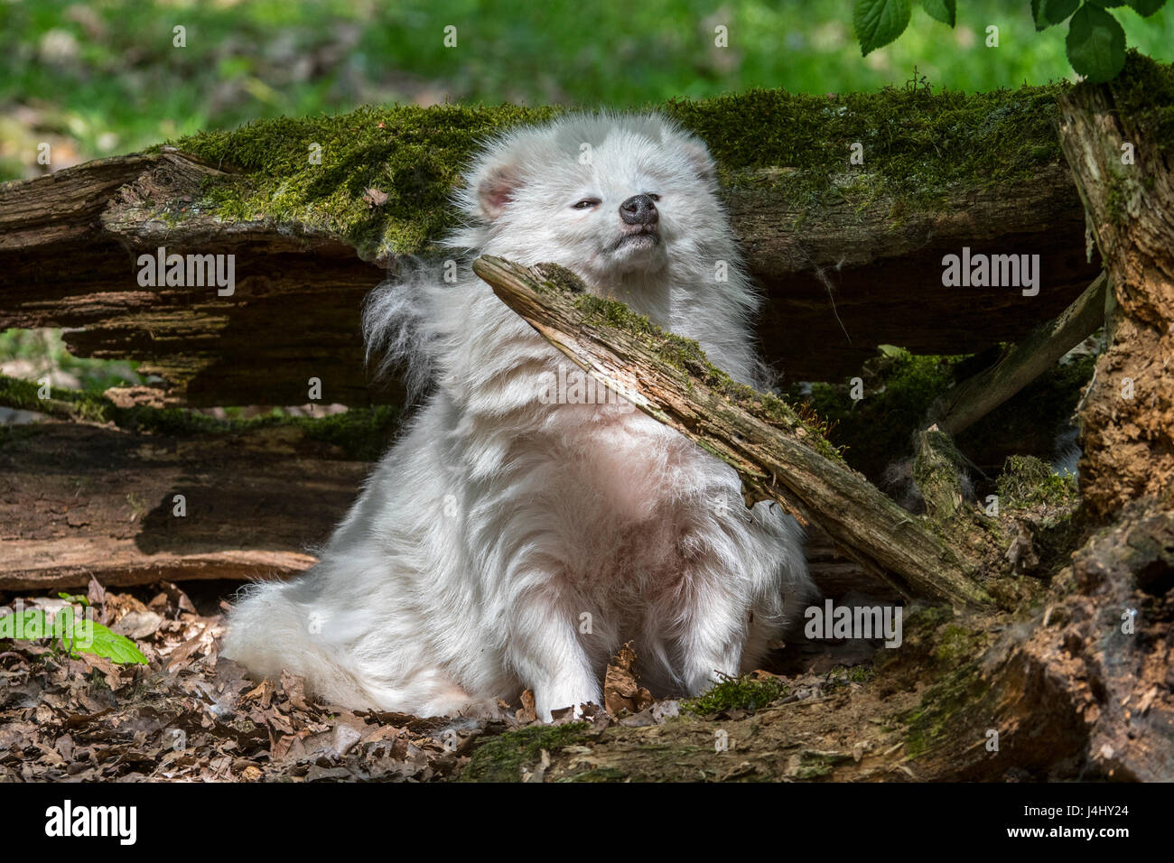 White Raccoon Dog