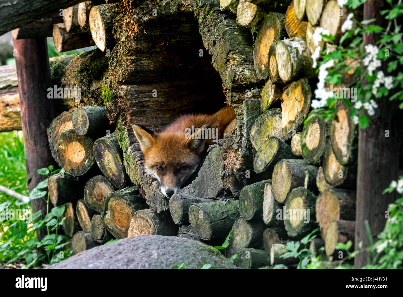 Red fox (Vulpes vulpes) resting in hollow tree trunk in woodpile in ...