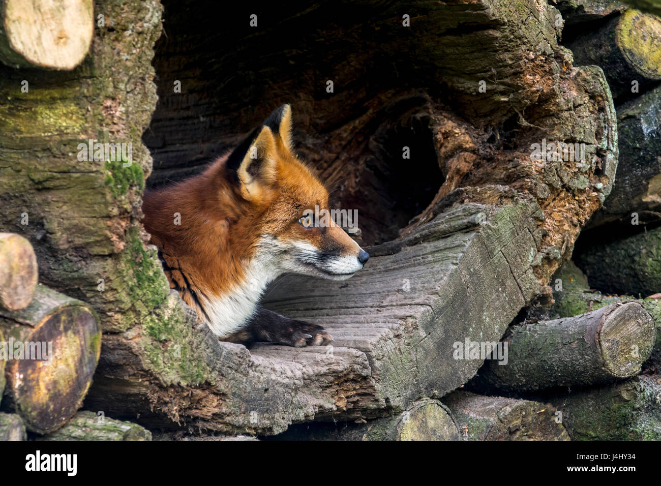 Hollow Logs Stock Photos & Hollow Logs Stock Images - Alamy