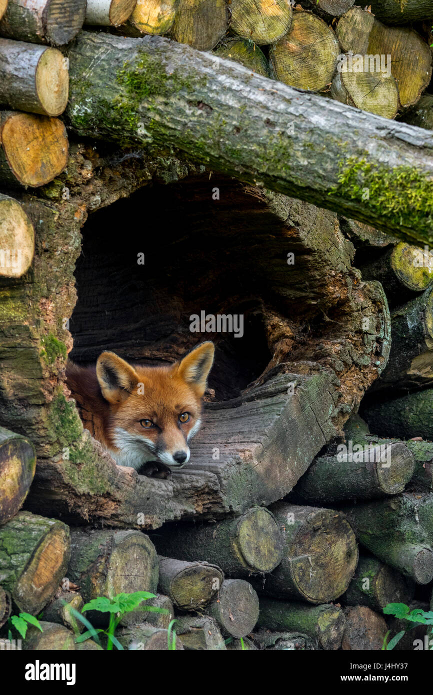 Red fox (Vulpes vulpes) resting in hollow tree trunk in woodpile in ...