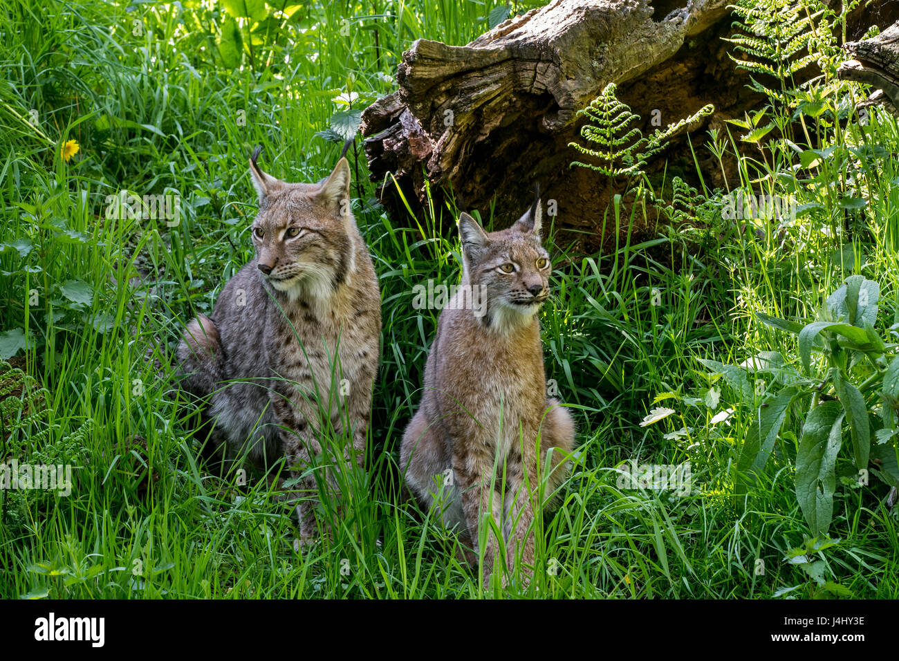 Two Eurasian lynxes (Lynx lynx) male and female sitting in grassland ...